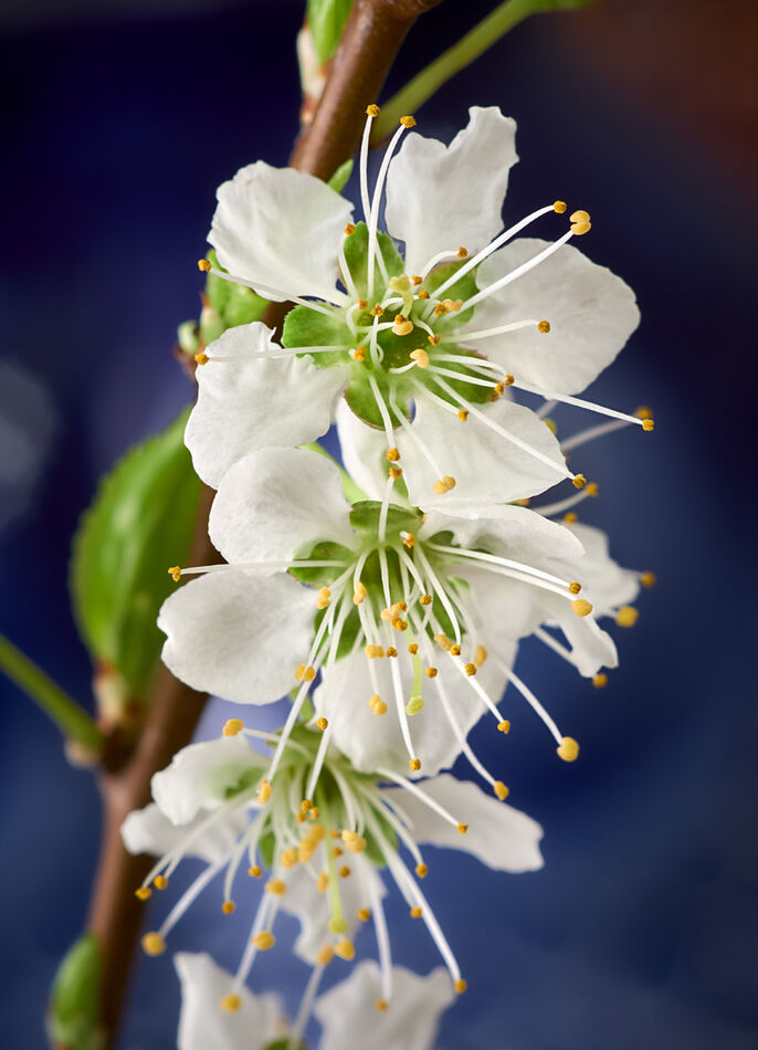 Plum Blossoms: Did some pruning of our fruit trees last week. The plums ...