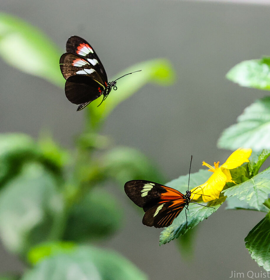Butterfly: Insectarium. St Louis Zoo. Canon 1DX3, Canon 300 2.8...