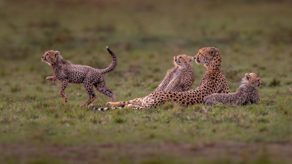Part 2 of Cheetah love: I know these are very similar to the first post ...
