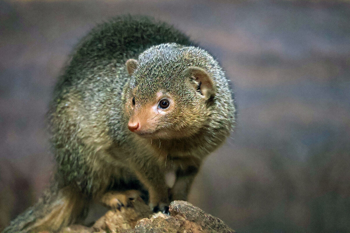 Dwarf mongoose: Tried my new R10 with the RF 55-210mm lens at the dwarf ...