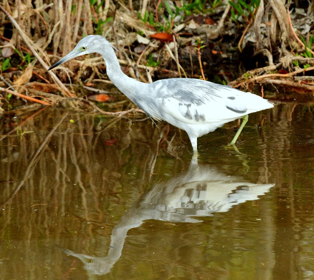 Birds in the Swamp: Black Point Wildlife Drive.