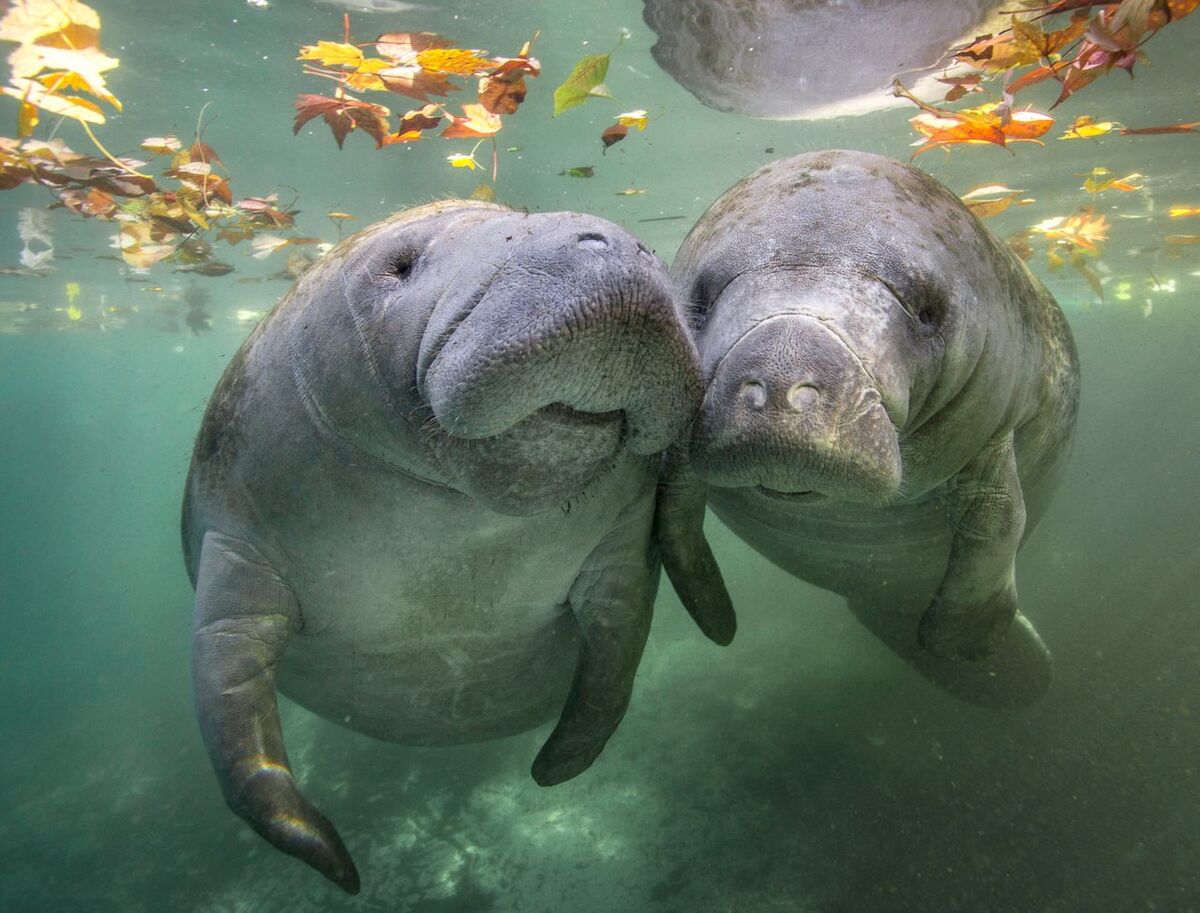 Nursing Florida’s ailing Manatees back to health—and the wild: https ...