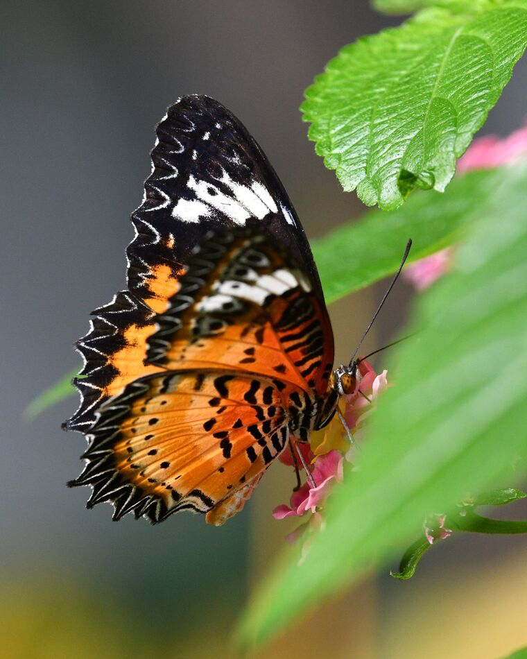 Butterflies on the 1st day of Spring: Taken at the Franklin Park ...