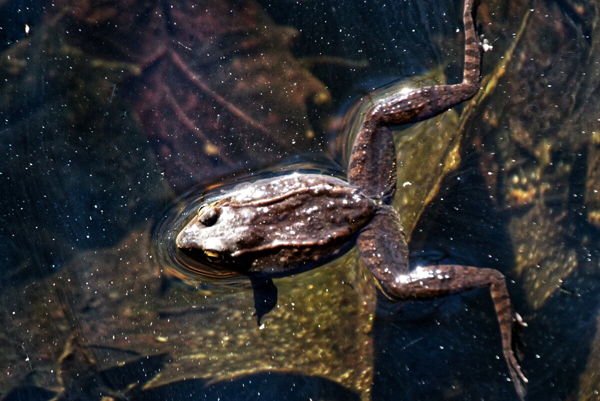 Spring Solstice Frogs: Yesterday was the first day of Spring, and it ...