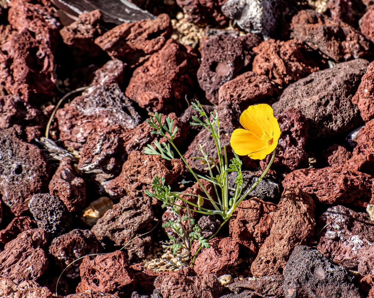 Beauty in the wilderness: An Arizona Poppy...