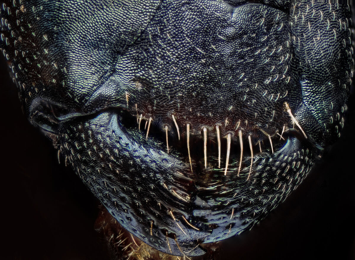 Focus Stacked 10X Ant Face: This is one of my preserved tiny odorous ...