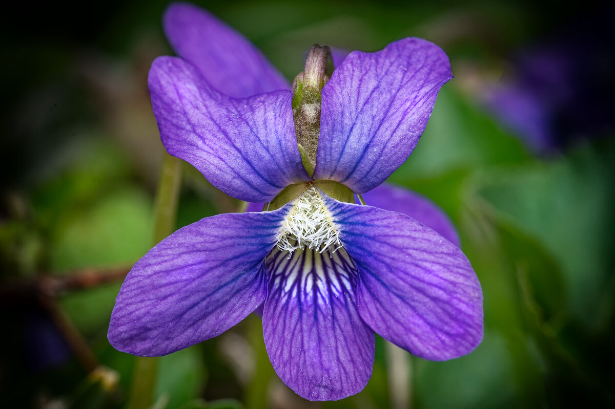 Macro Image of a Common Wild Violet: There is an abundance of color ...