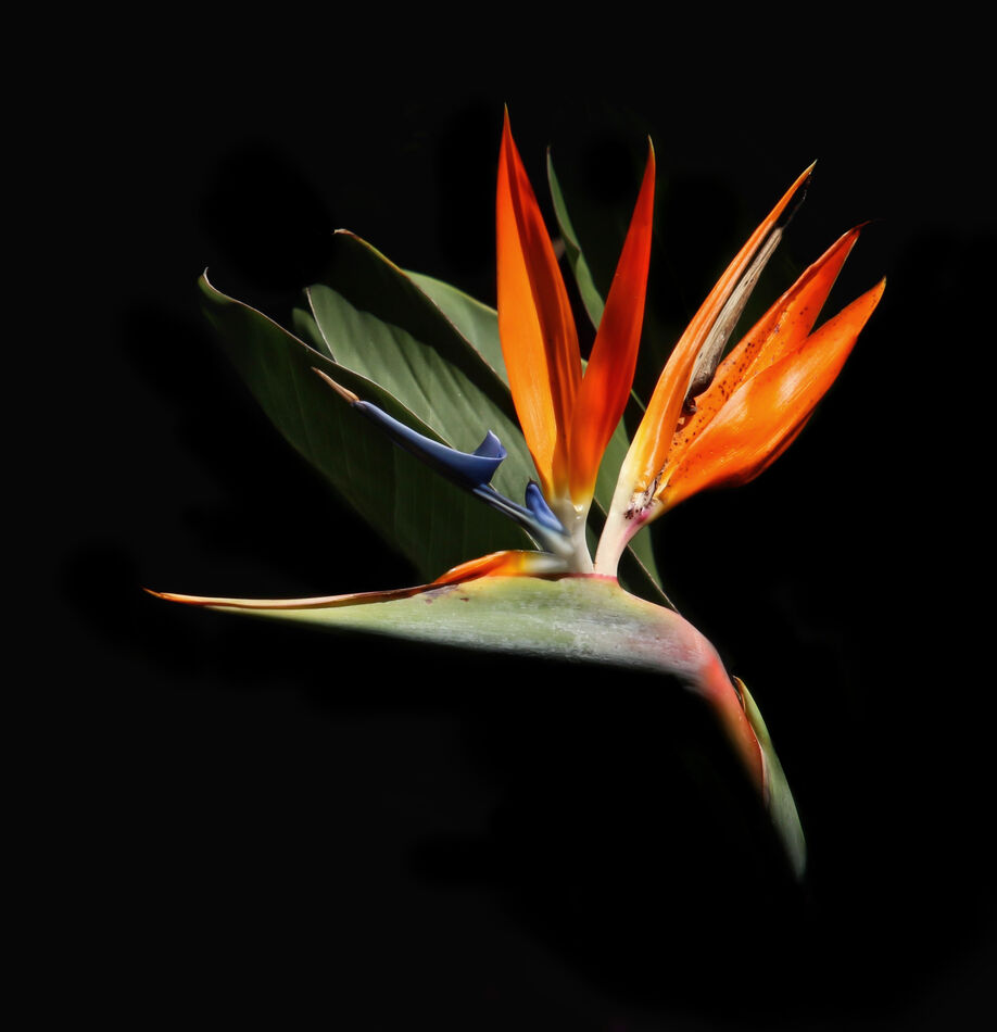Strelitzia Bird of Paradise: Strelitzia is a genus of five species of ...