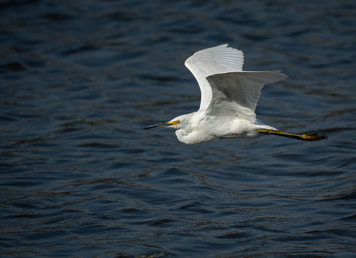 More birds of southwest Florida: These photos were all captured in the ...