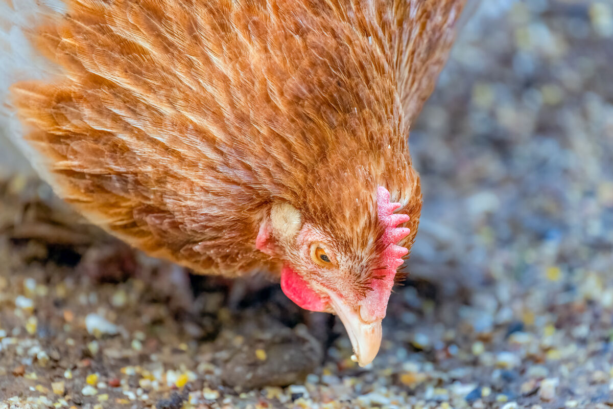 Hens Can Be Beautiful, Too: Snapped near dusk 3-2-2023. High ISOs-only ...