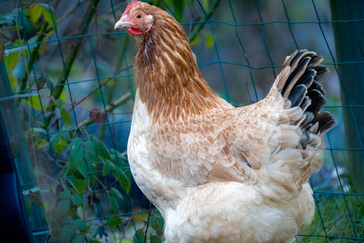 Hens Can Be Beautiful, Too: Snapped near dusk 3-2-2023. High ISOs-only ...