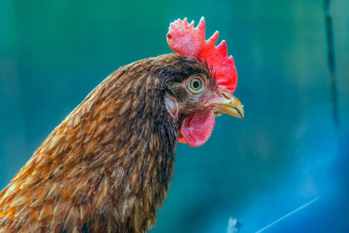 Hens Can Be Beautiful, Too: Snapped near dusk 3-2-2023. High ISOs-only ...