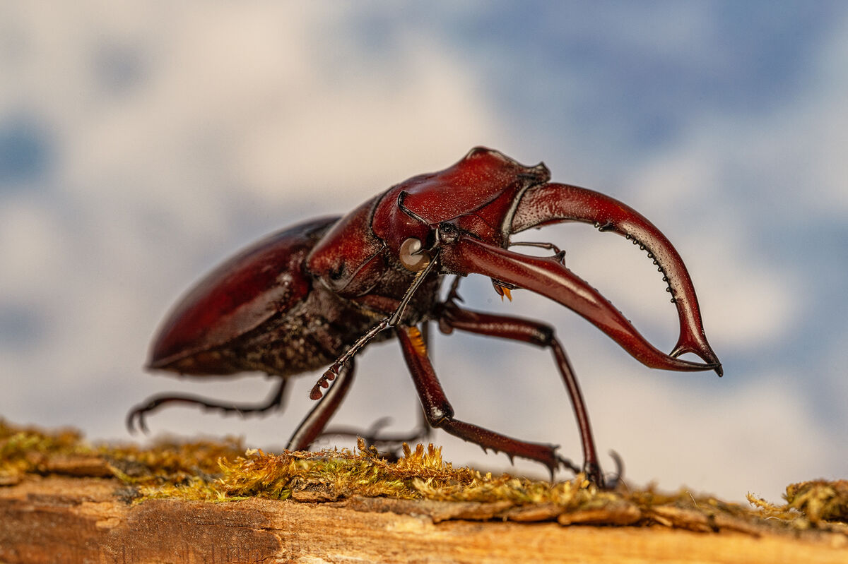 Marco Image of a Stag Beetle: This is my preserved stage beetle that I ...