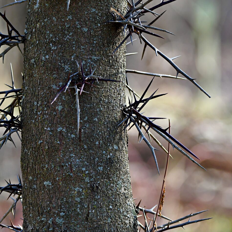 Caution Tree Huggers! Look before you squeeze... not all Locusts are ...