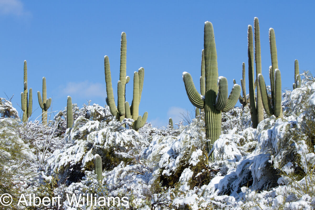 Snow In Tucson - Rare Snow Fall: Tortolita Mountains...