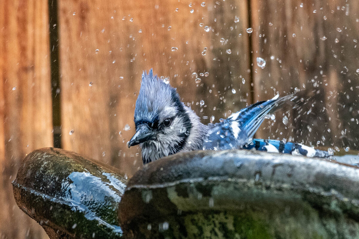 Blue Jay taking a bath: Enjoying the fountain in my back yard.