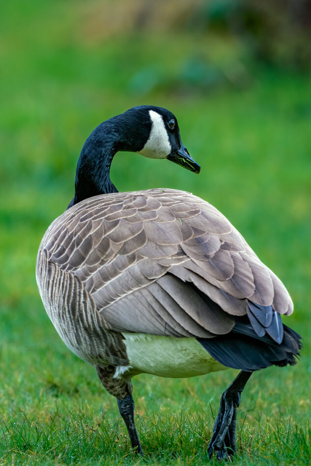 Canada Geese Belfair State Park 3-9-2023: Overcast and drizzly day, 40F ...