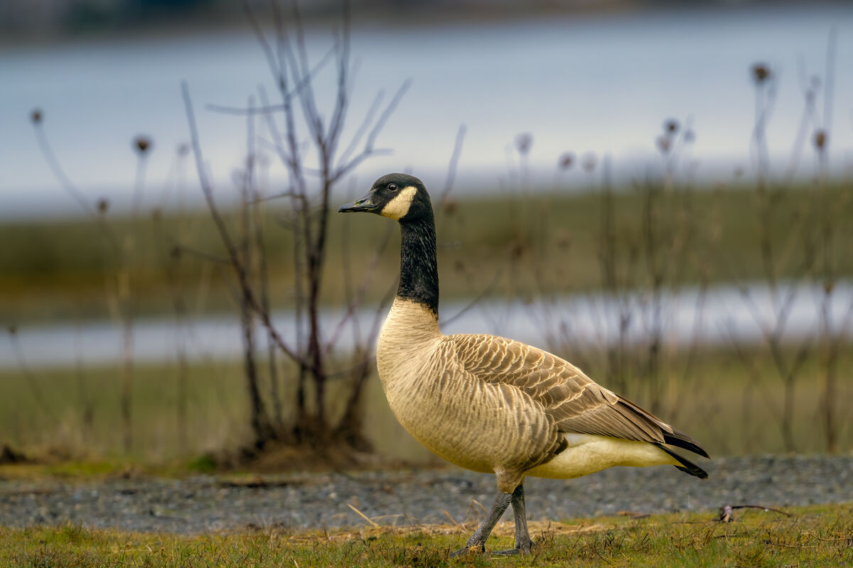 Canada Geese Belfair State Park 3-9-2023: Overcast and drizzly day, 40F ...
