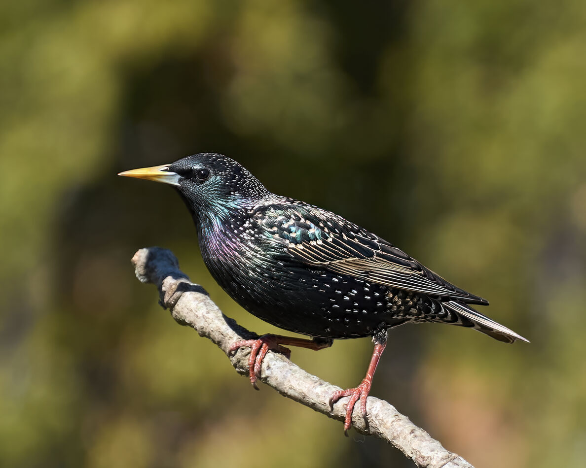 European Starling: Some consider them a pest...not me...I like their ...