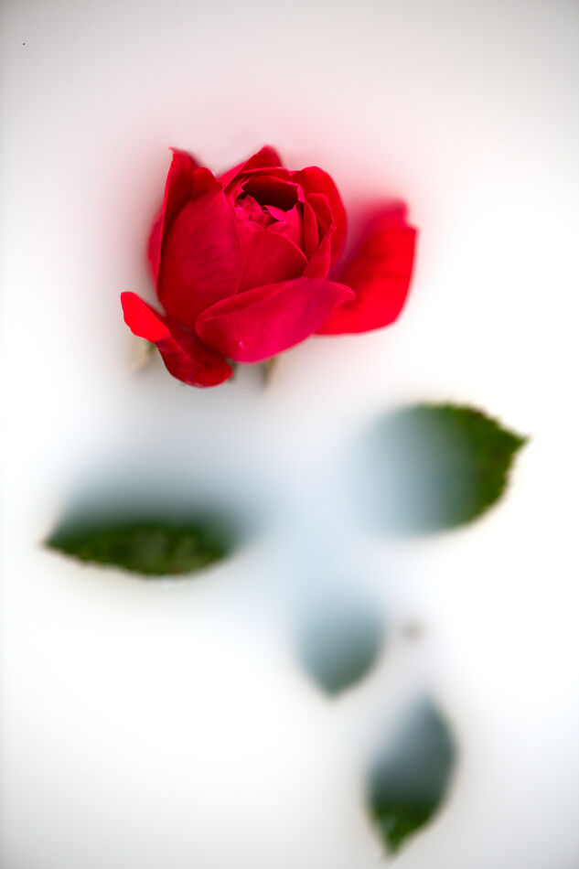 Roses from the Garden: Tried something a little different this time.