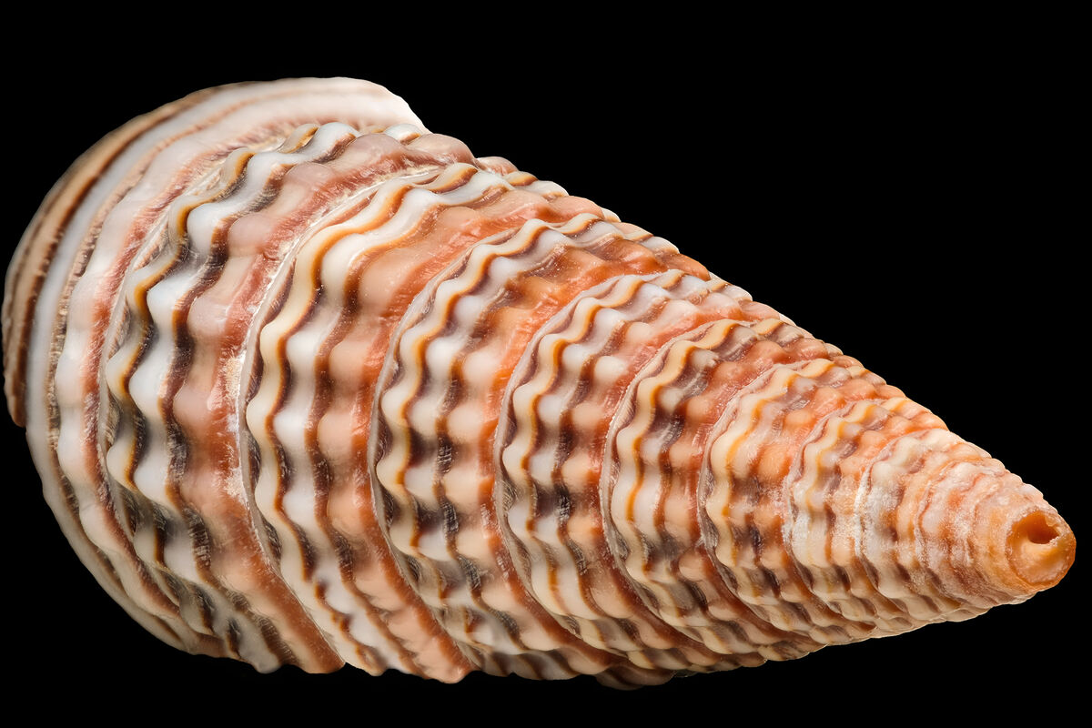 Focus Stack Image of a Tiny Shell: This is one of the many tiny shells ...