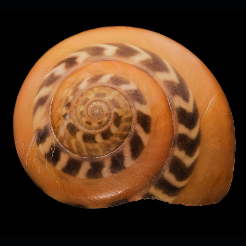 Focused Stacked Image of Tiny Shell No.3: This is a focused stacked ...