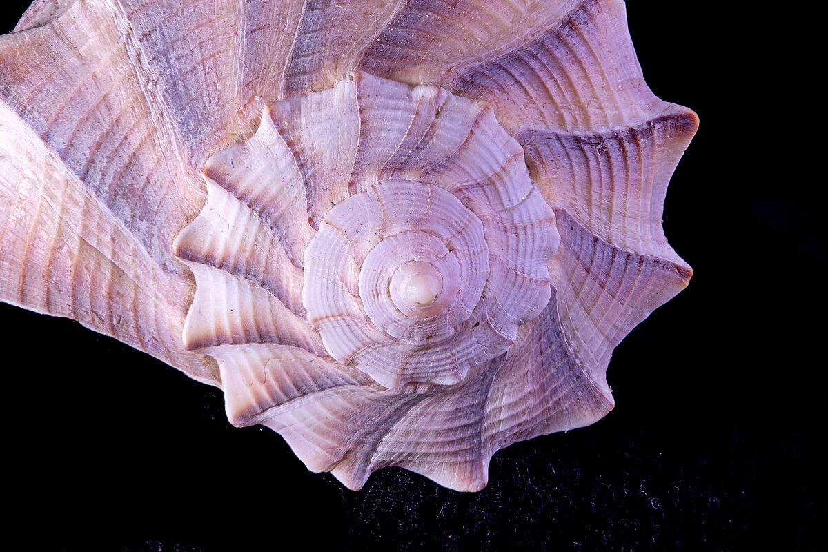 Macro small shell: Been a member for a long time under a different name ...