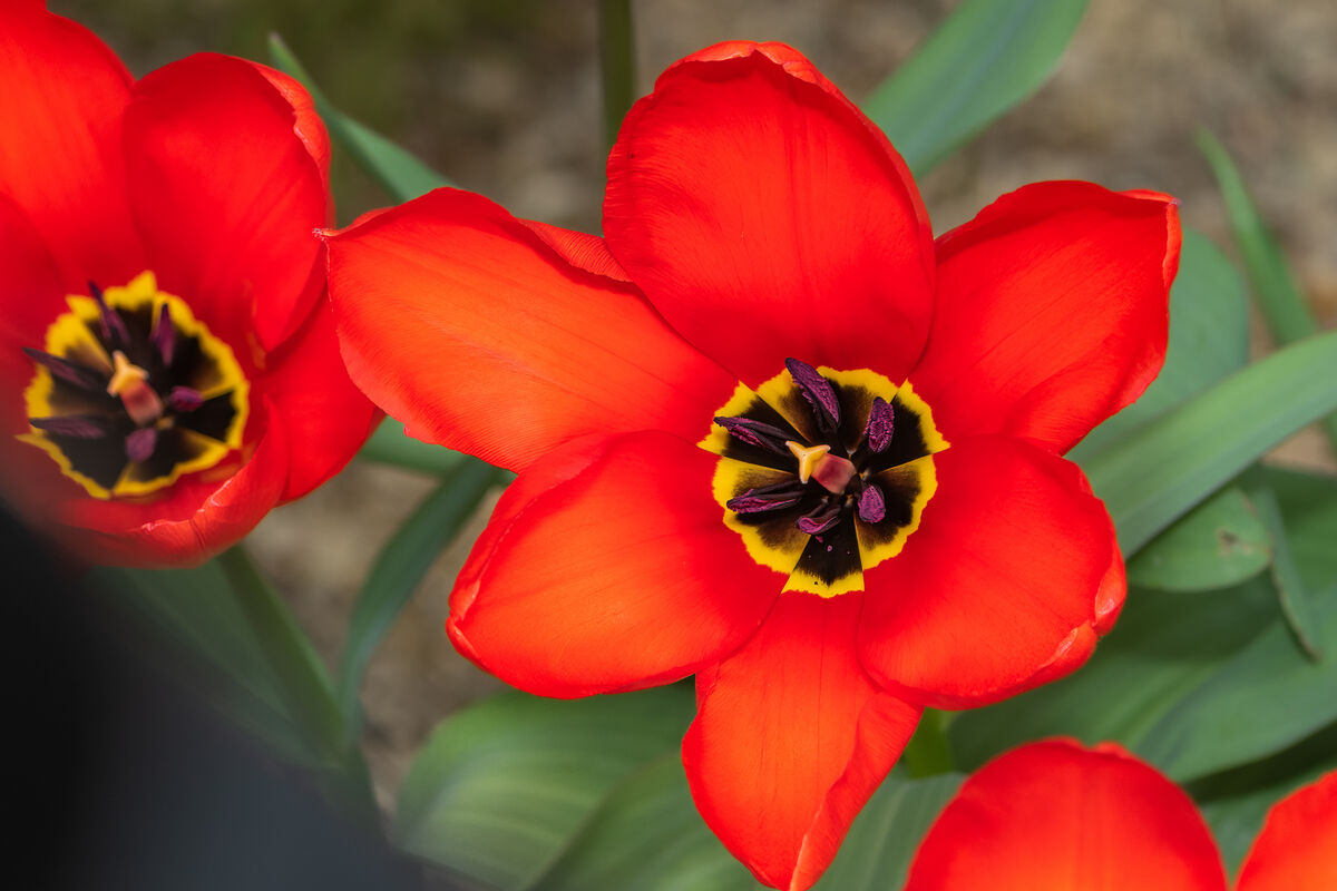 Spring Trying Part Two: A few more Tulip shots, including a few taken ...