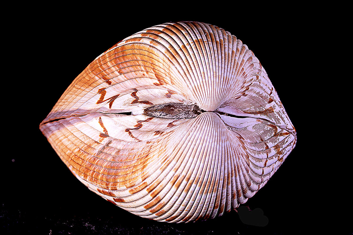 Couple more shells: Found this shell many years ago at a beach in ...