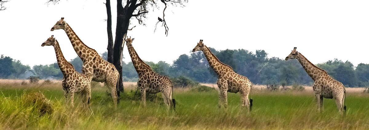 Short Wide Tower: One thing you almost never see is a Giraffe shot ...