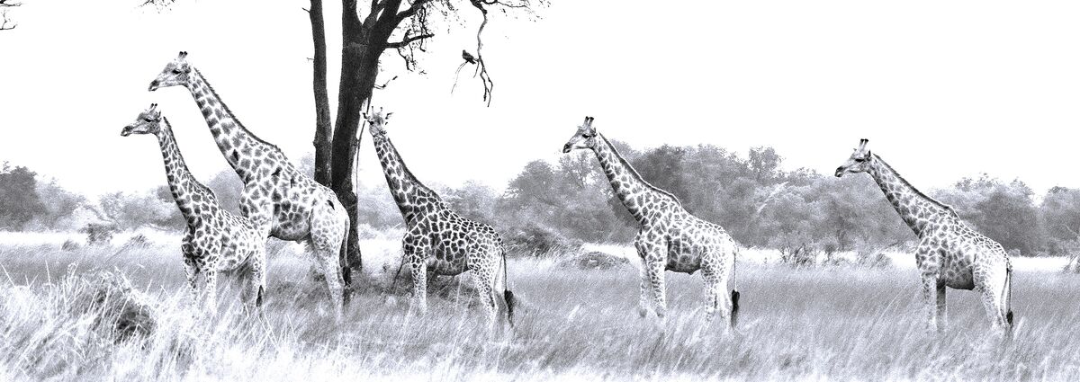 Short Wide Tower: One thing you almost never see is a Giraffe shot ...