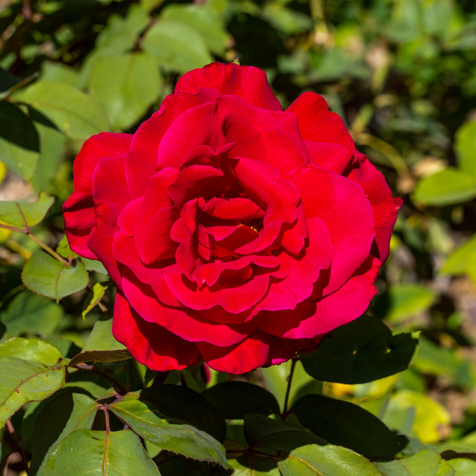 Morning Flower Walk: Mostly Roses...