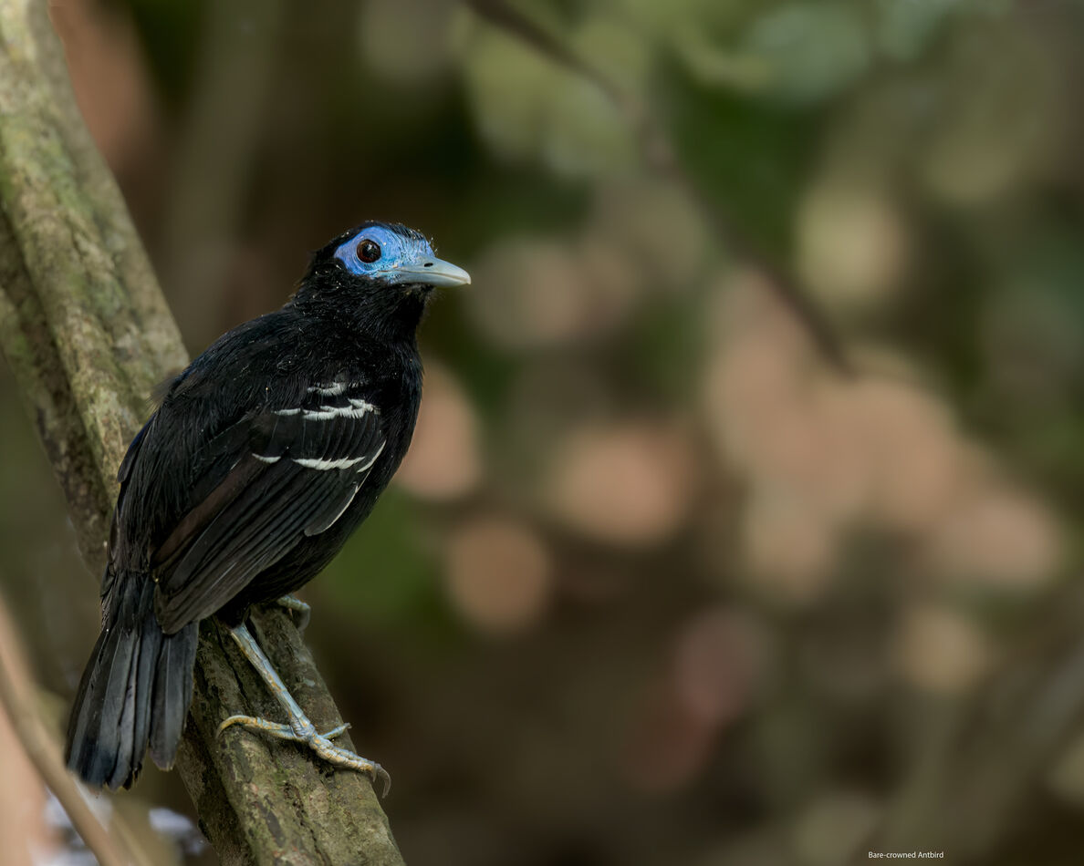 Deep in the rainforest: This bird, a Bare-crowned Antbird, is the ...