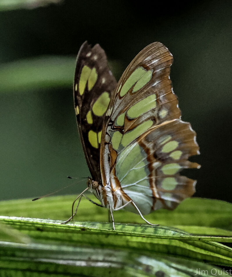Butterfly Brown Green Wings The Butterfly Palace Branson Mo Canon