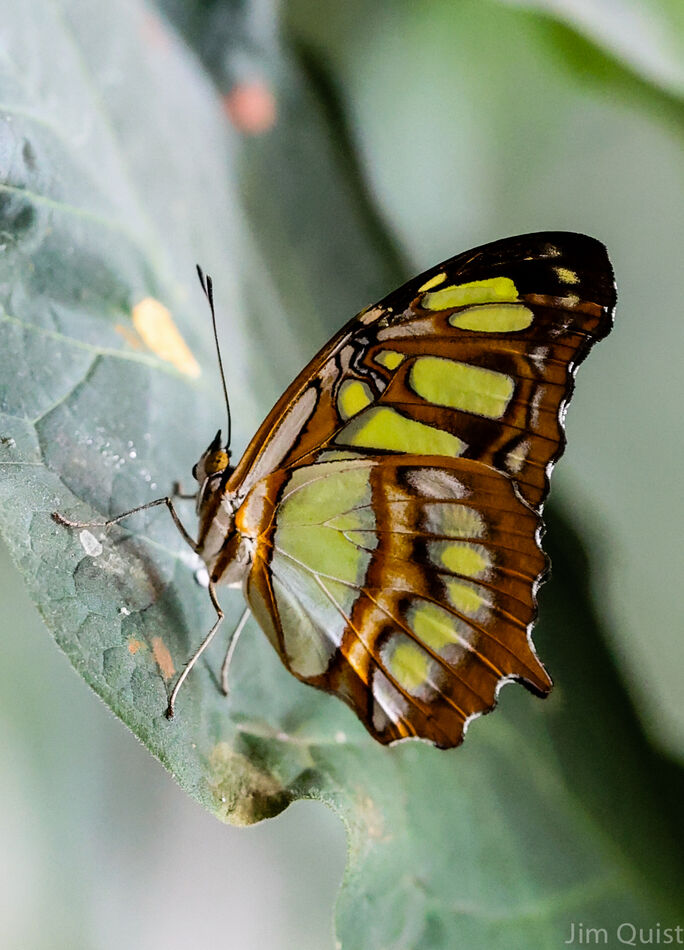Butterfly: Brown/Green wings: The Butterfly Palace, Branson, MO. Canon ...