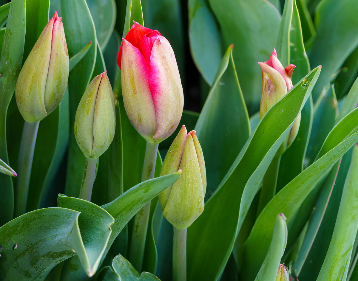Tulips are here: Although it is very windy, when I discovered that ...