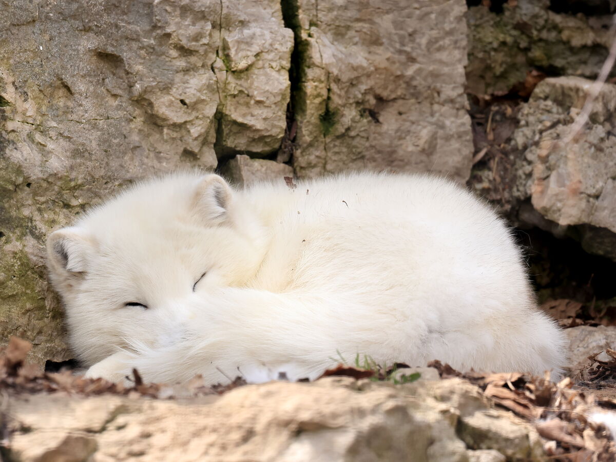 Sleepy Arctic Fox: By the time I get up, the Arctic Fox has achieved ...
