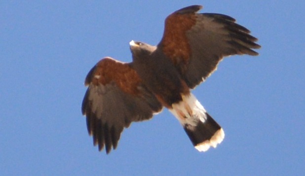 Harris Hawk: Just another Harris Hawk flying over my head.
