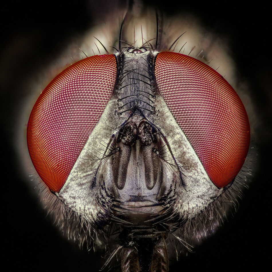 Focused Stacked Image of a House Fly: I caught my first house fly of ...