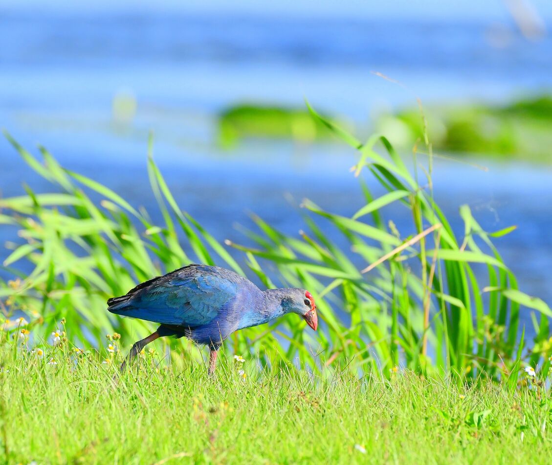 Grey Headed Swamp Hens: Lake Apopka These guys are a deliberate import ...