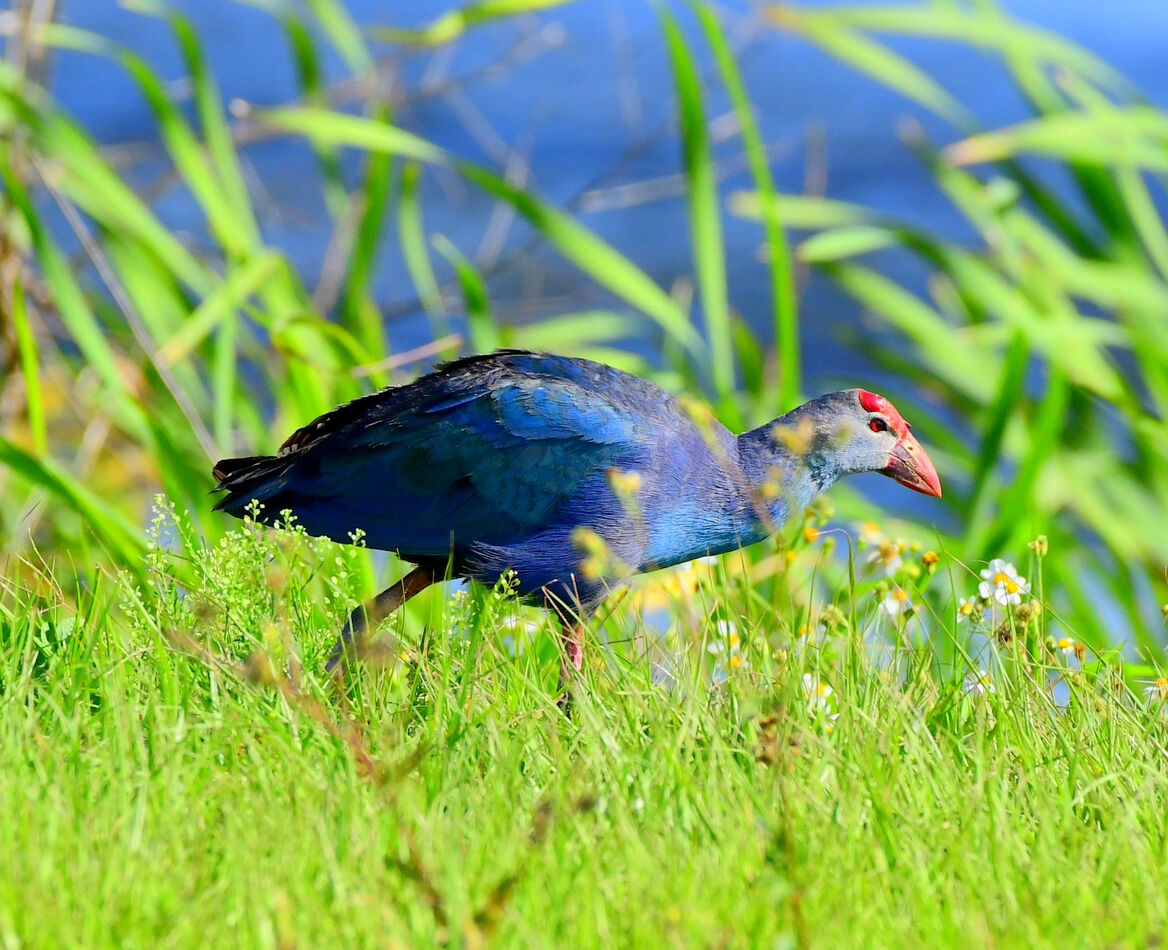 Grey Headed Swamp Hens: Lake Apopka These guys are a deliberate import ...