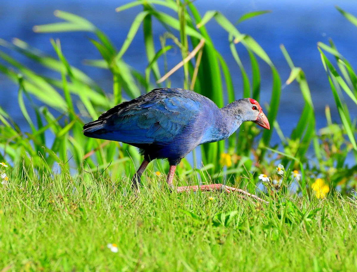 Grey Headed Swamp Hens: Lake Apopka These guys are a deliberate import ...