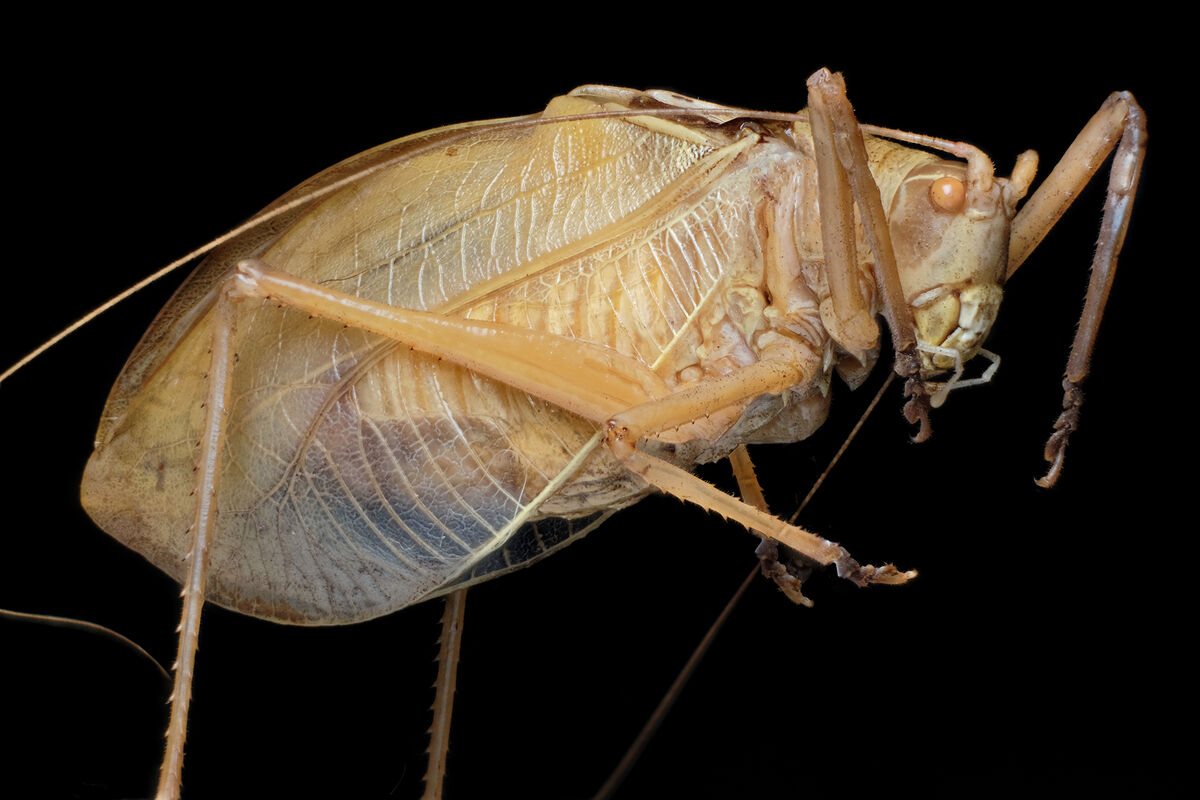 Focus Stacked Image of a Katydid: This is a focused stacked image of my ...