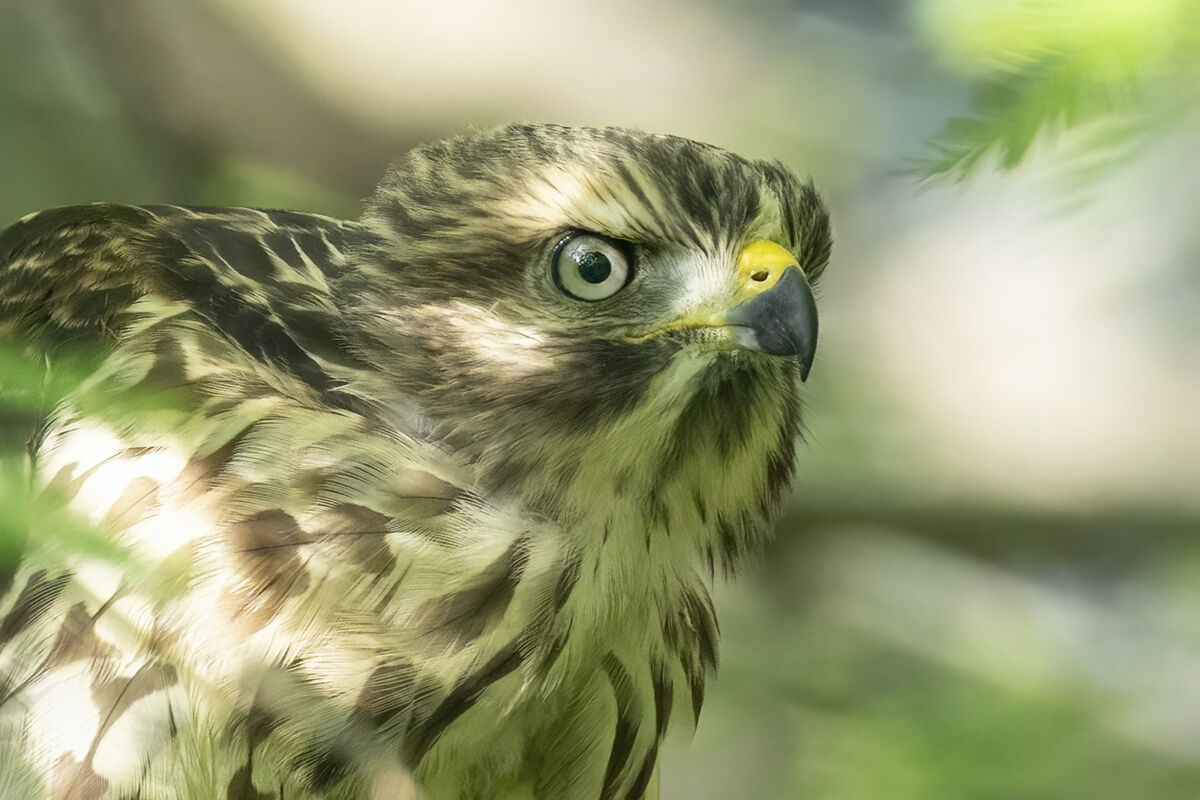 Juvenile Red-shouldered-Hawk: Juvenile Red-shouldered-Hawk, Green Cay ...