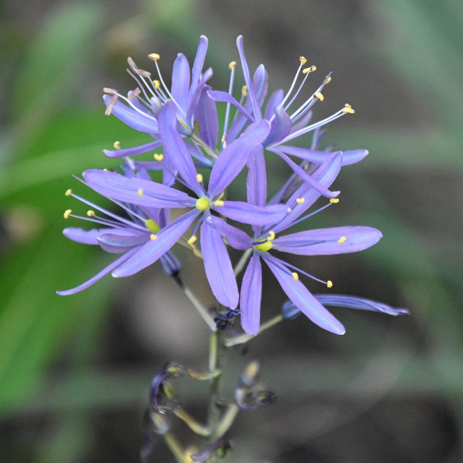 Common Camas? Not very sharp (windy day), but okay for ID. Google says ...