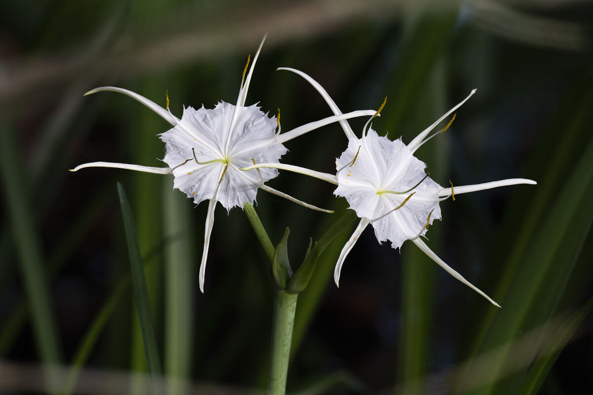 Alligator Lilly. Green Cay Florida: Alligator Lilly. Green Cay Florida ...