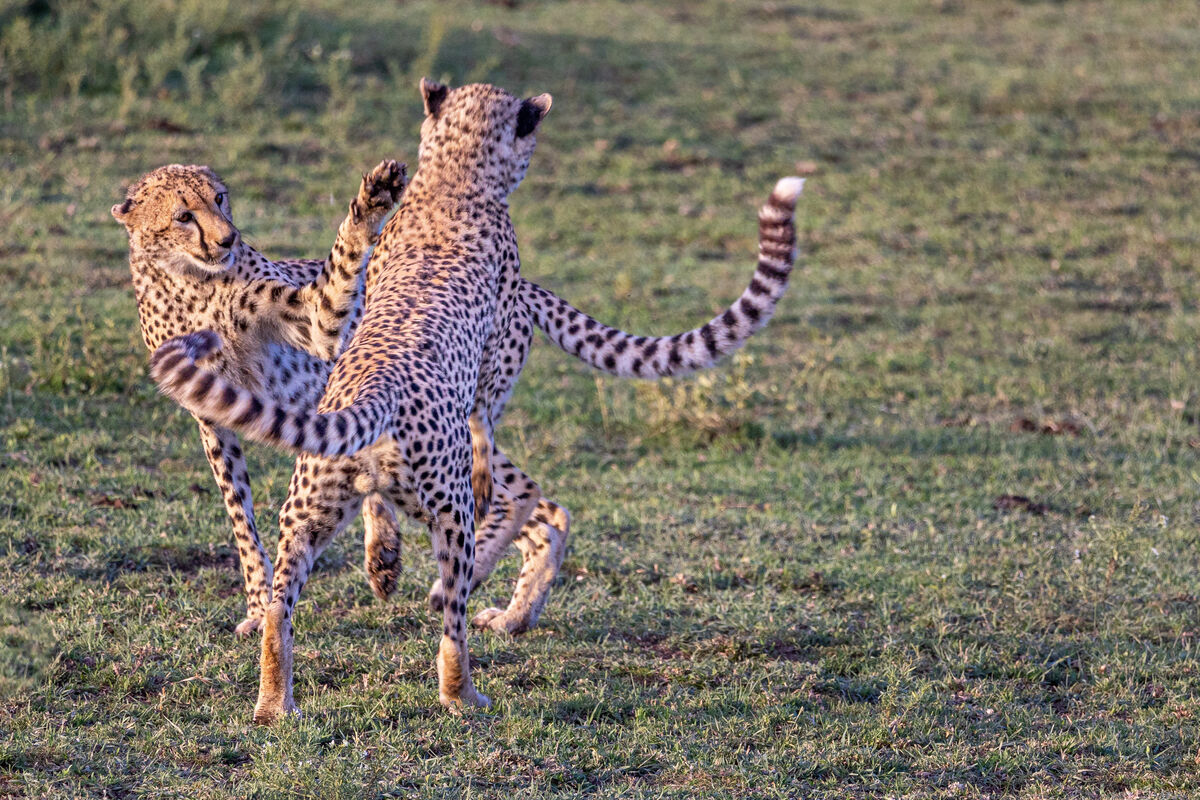 Cats will be cats: Just like a couple of house cats, these 2 cheetah ...