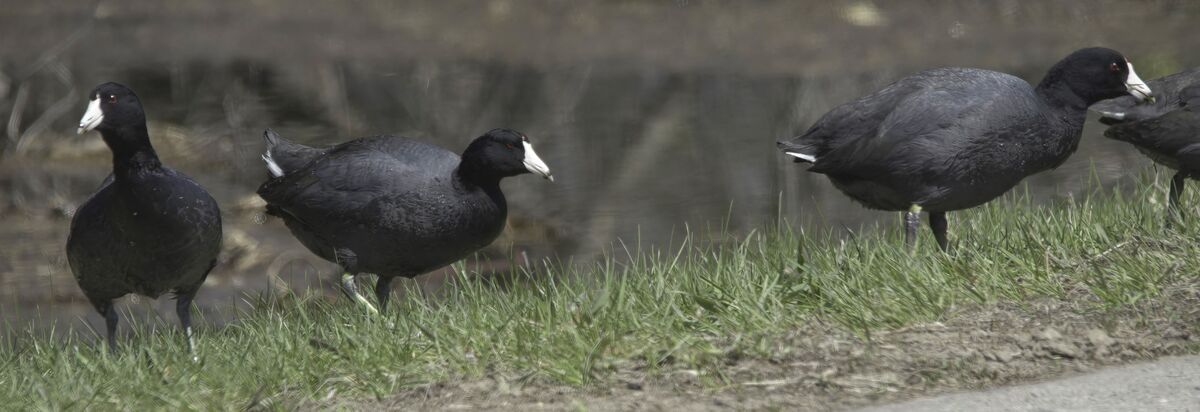 Old Coots? A number of Coots were coming to land due to area flooding ...