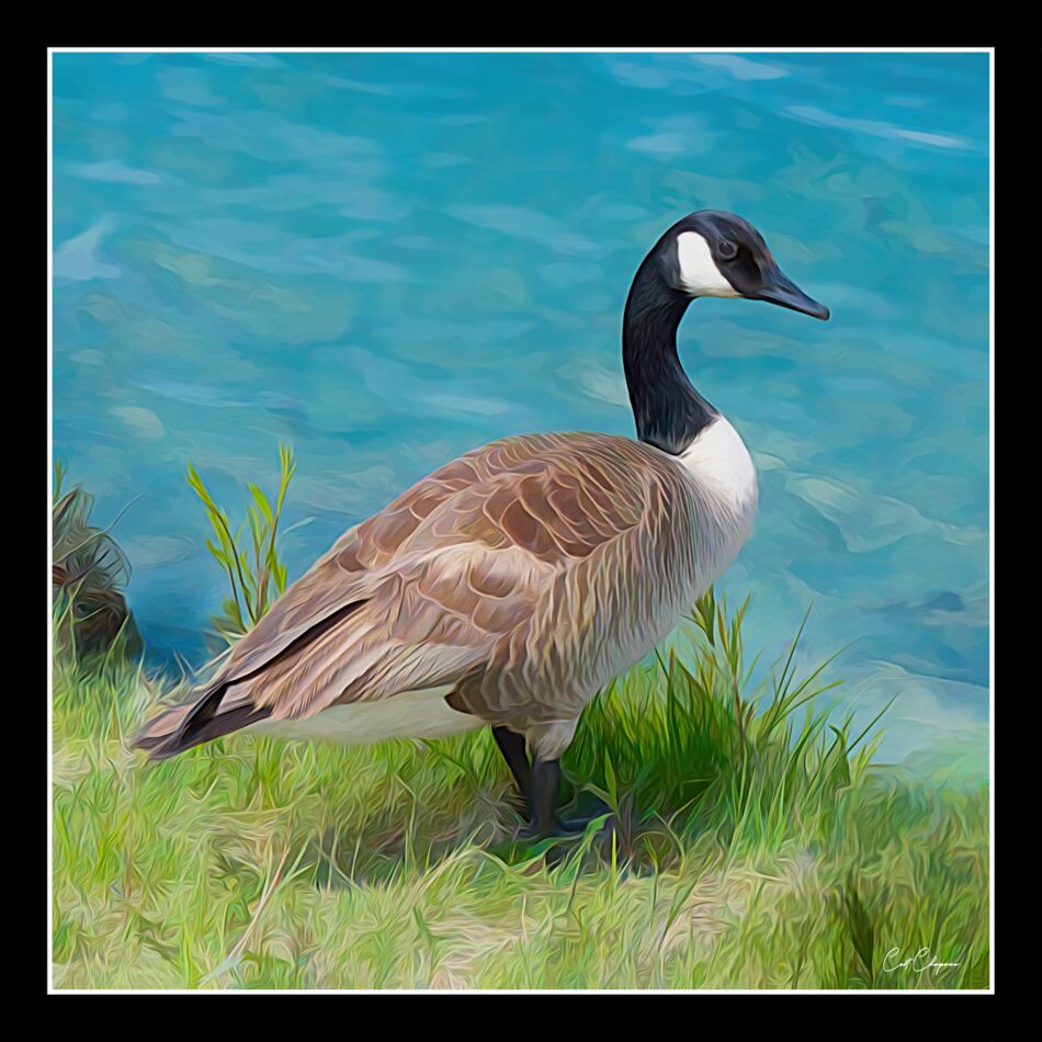 Painterly Photos: A Couple of Painterly Photos of a Canadian Goose...