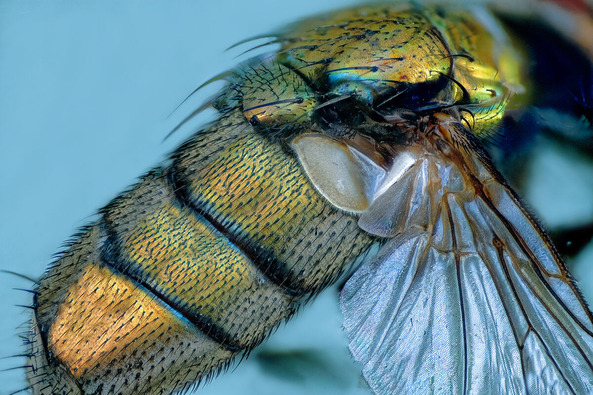Focused Stack Image of a Green Bottle Fly Body: This is a focused ...